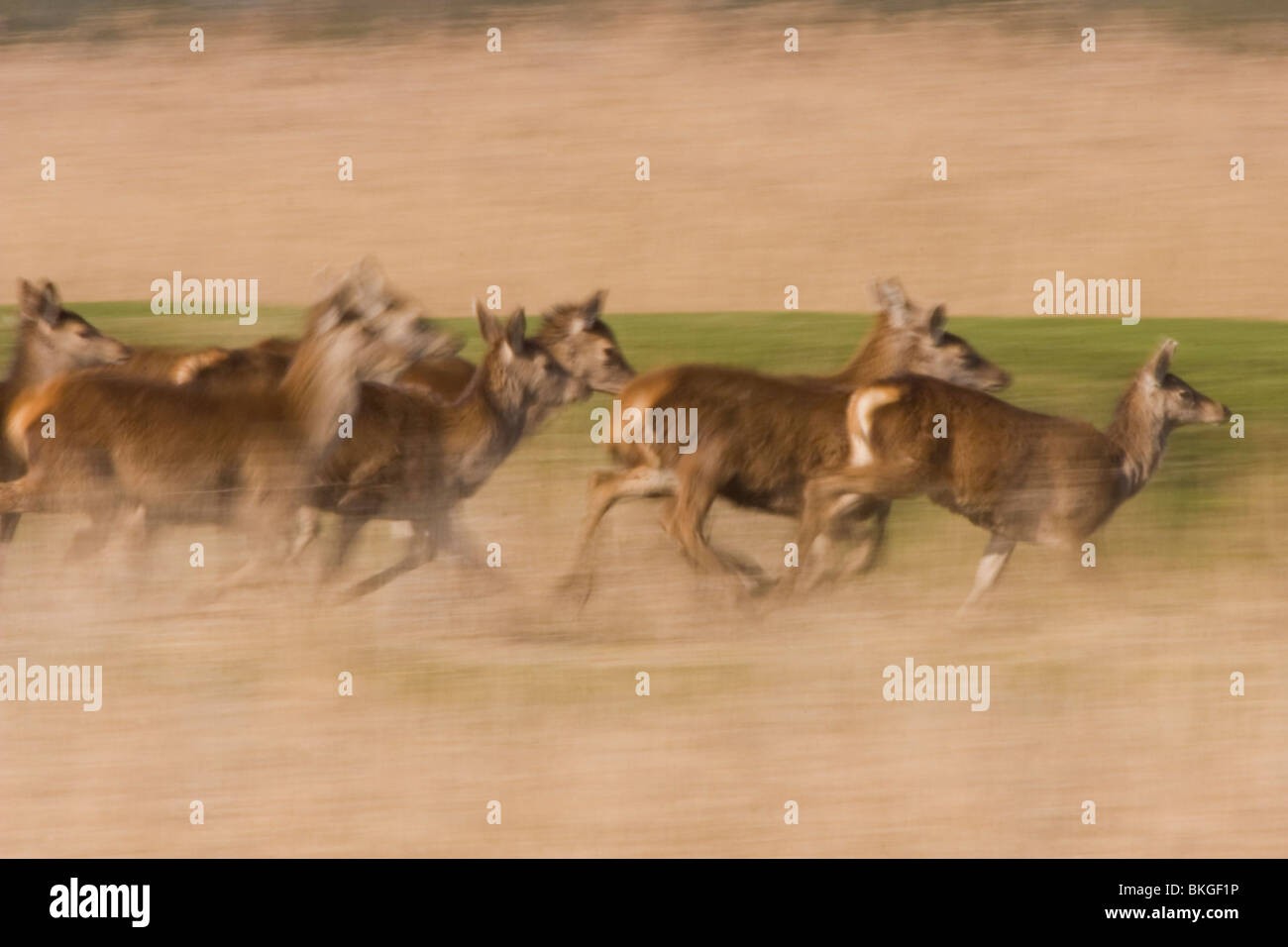 Oostvaardersplassen national park hi-res stock photography and images ...