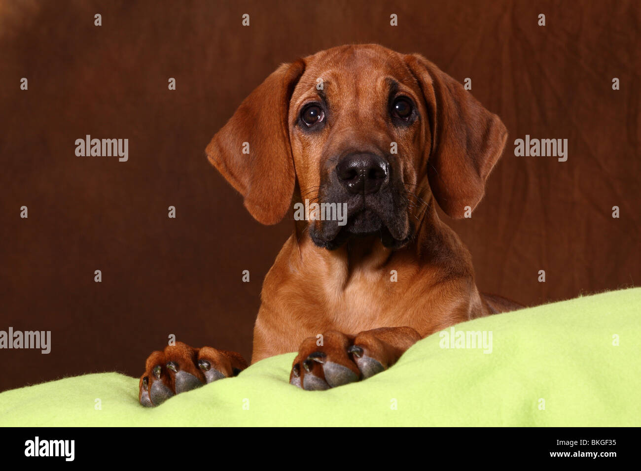 junger Rhodesian Ridgeback / young Rhodesian Ridgeback Stock Photo - Alamy