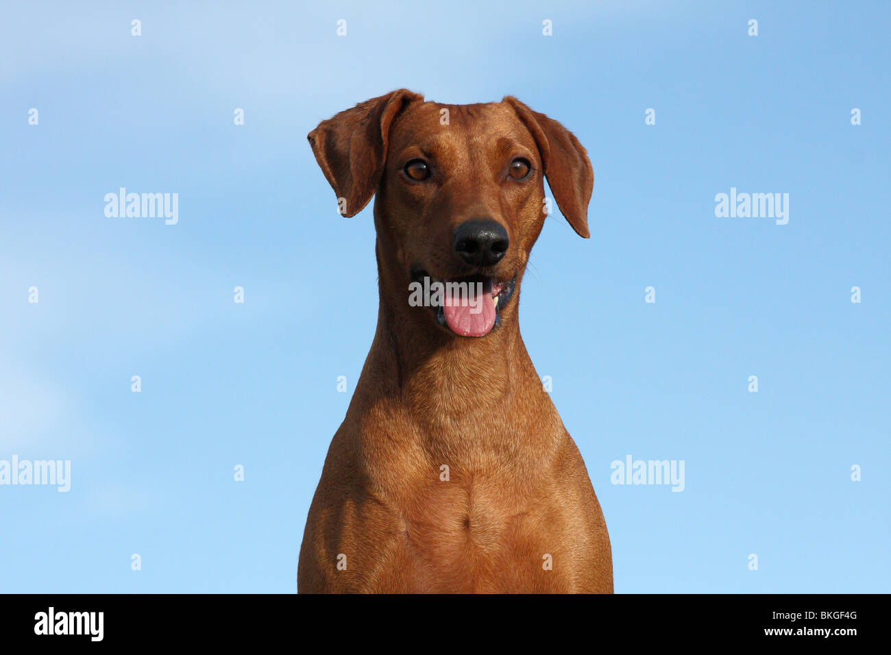 Mittelpinscher hi-res stock photography and images - Alamy