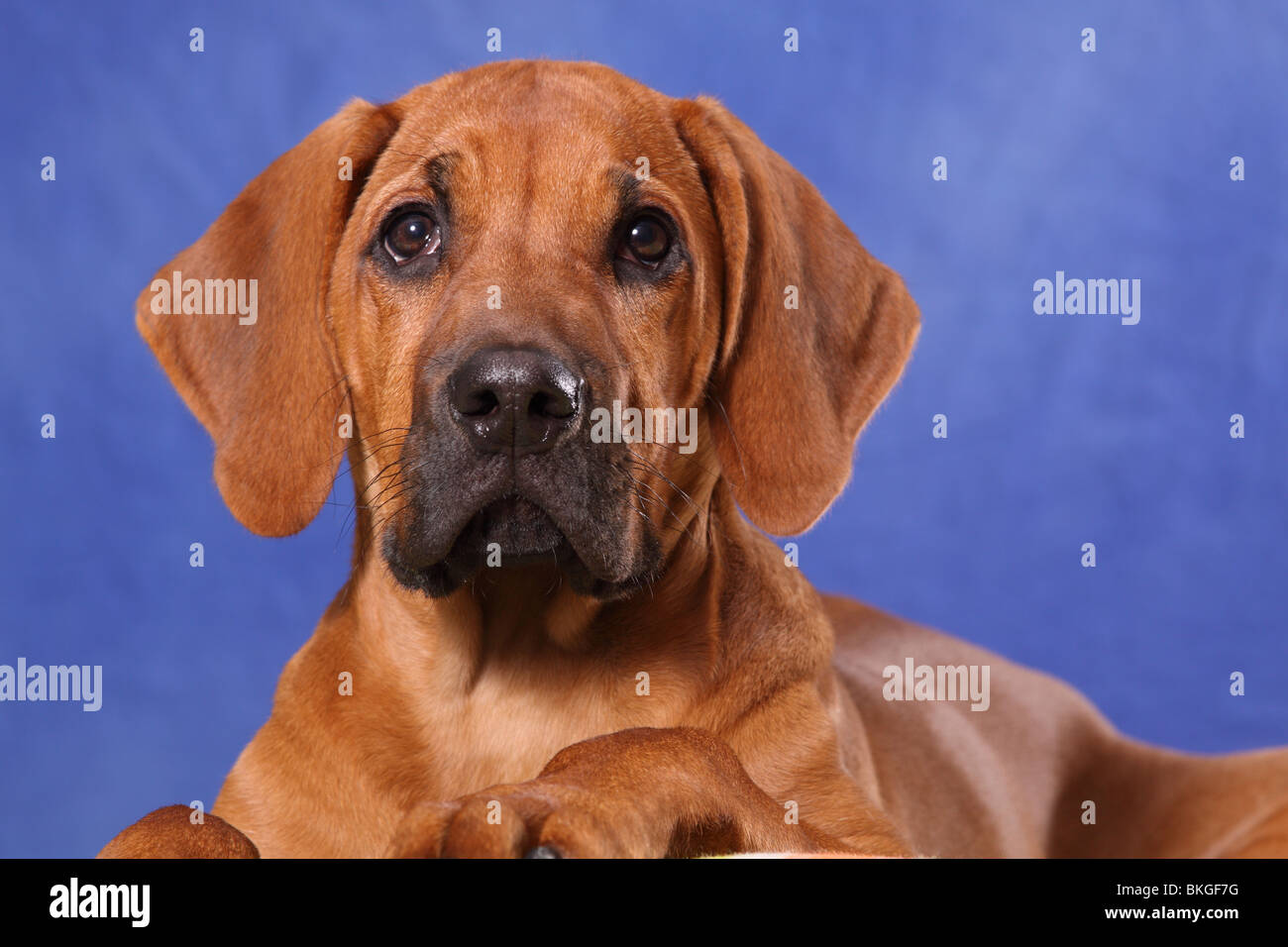 junger Rhodesian Ridgeback / young Rhodesian Ridgeback Stock Photo - Alamy