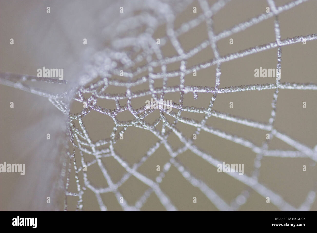 Captured by spider in web hi-res stock photography and images - Alamy