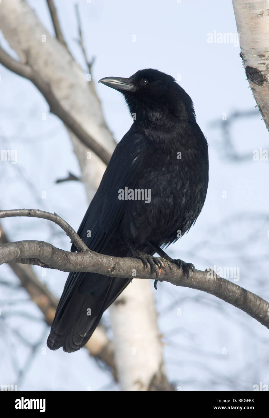 A Common Raven sitting in a tree Stock Photo - Alamy