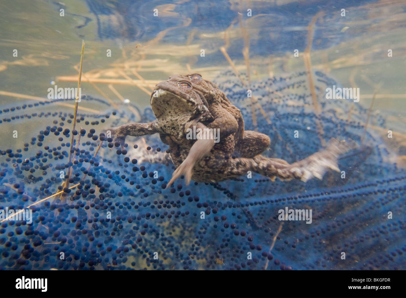Amplexen van mannetje en vrouwtje gewone pad (Bufo bufo) onderwater ...