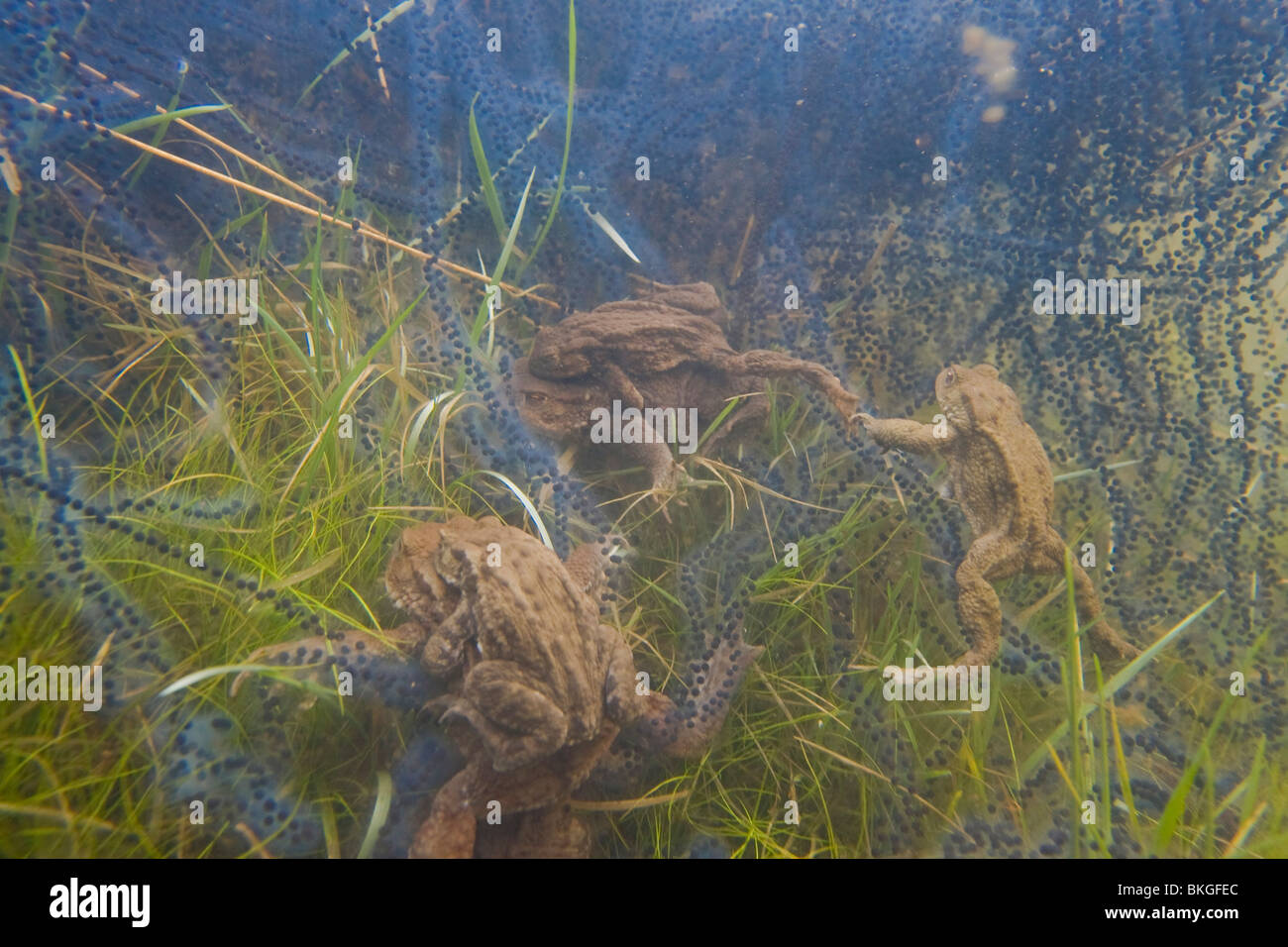 Amplexen van mannetje en vrouwtje gewone pad (Bufo bufo) onderwater ...