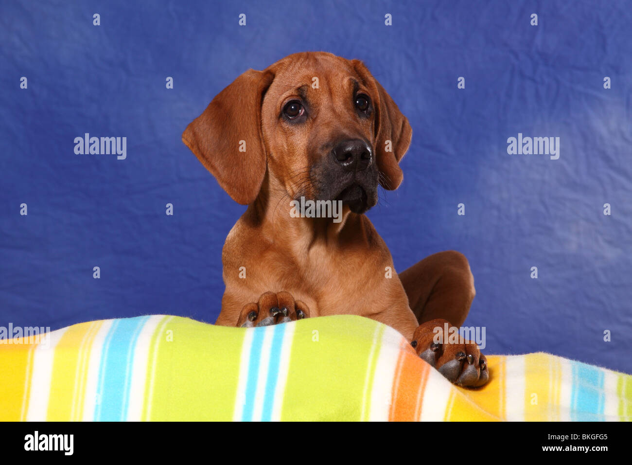 junger Rhodesian Ridgeback / young Rhodesian Ridgeback Stock Photo - Alamy