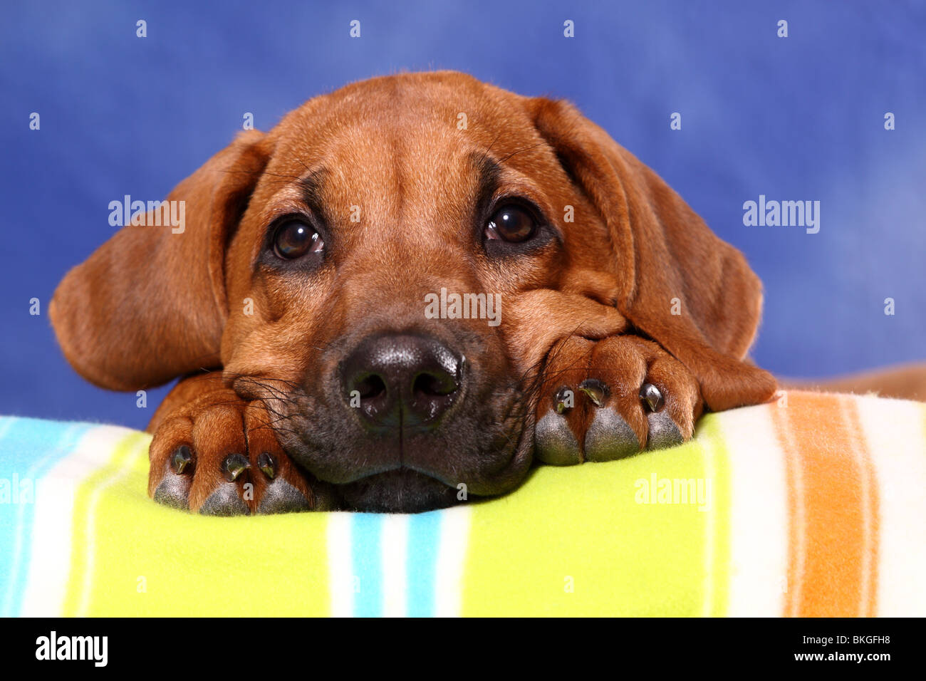 junger Rhodesian Ridgeback / young Rhodesian Ridgeback Stock Photo - Alamy
