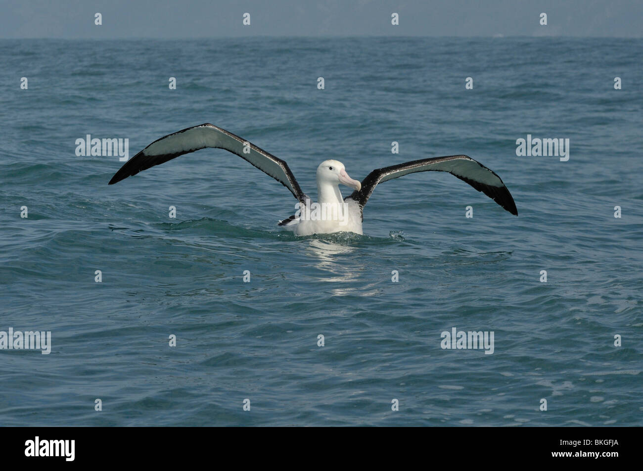 just landed adult wandering albatross; juist neer gestreken grote ...