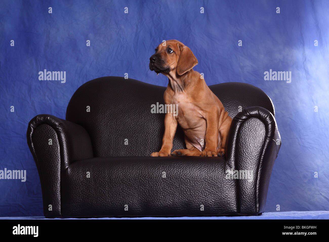 Rhodesian Ridgeback Welpe / Rhodesian Ridgeback Puppy Stock Photo - Alamy