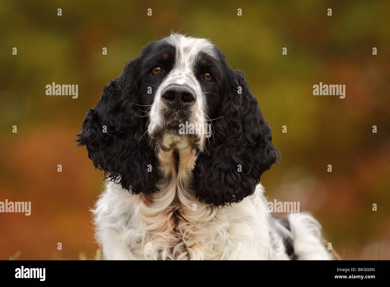 English Springer Spaniel Portrait Stock Photo - Alamy