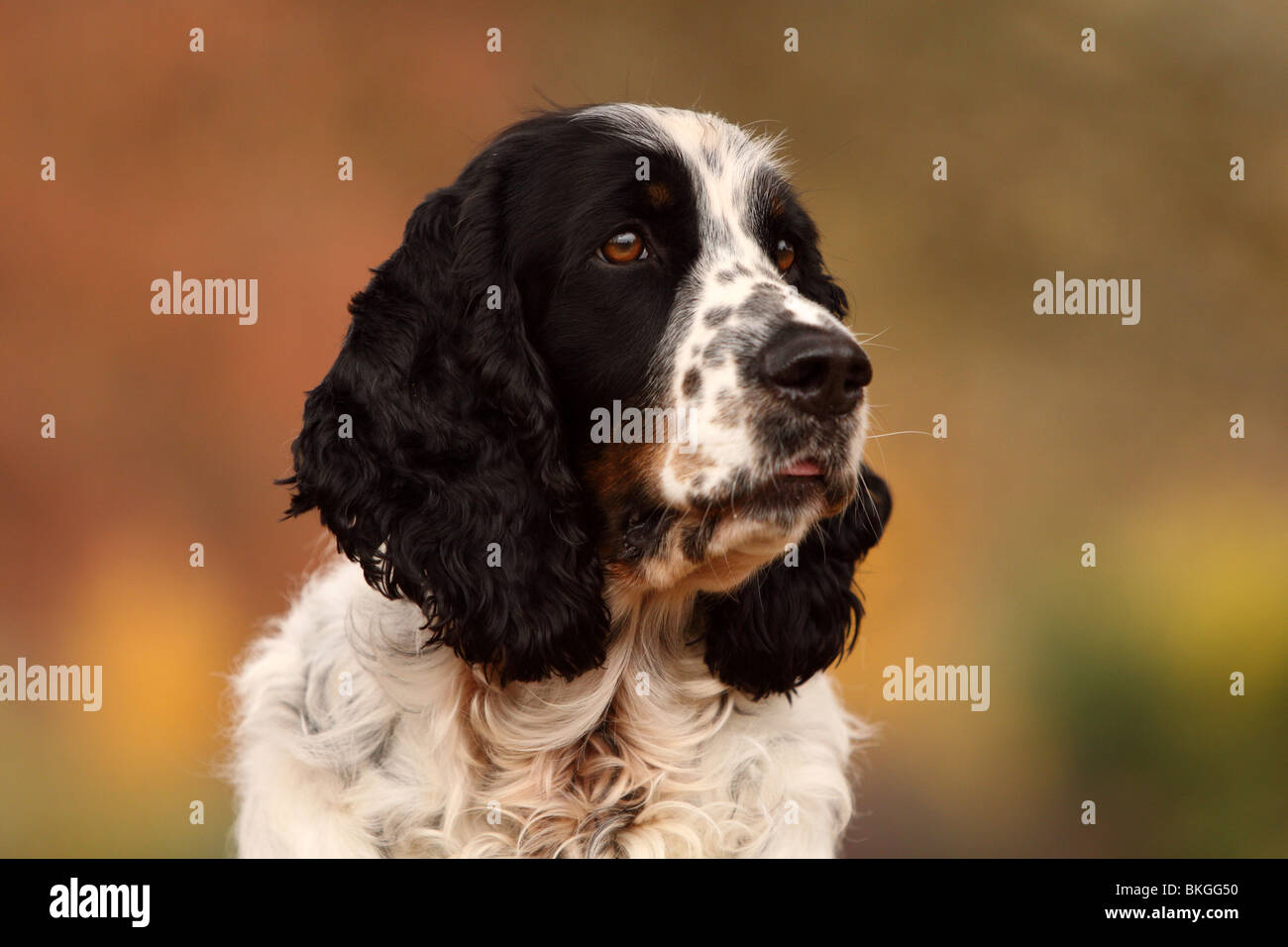Springer hund hi-res stock photography and images - Alamy