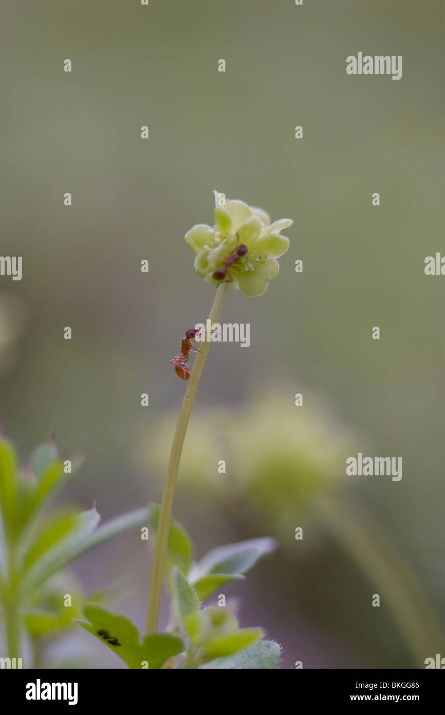 Moschatel visited by an ant Stock Photo - Alamy