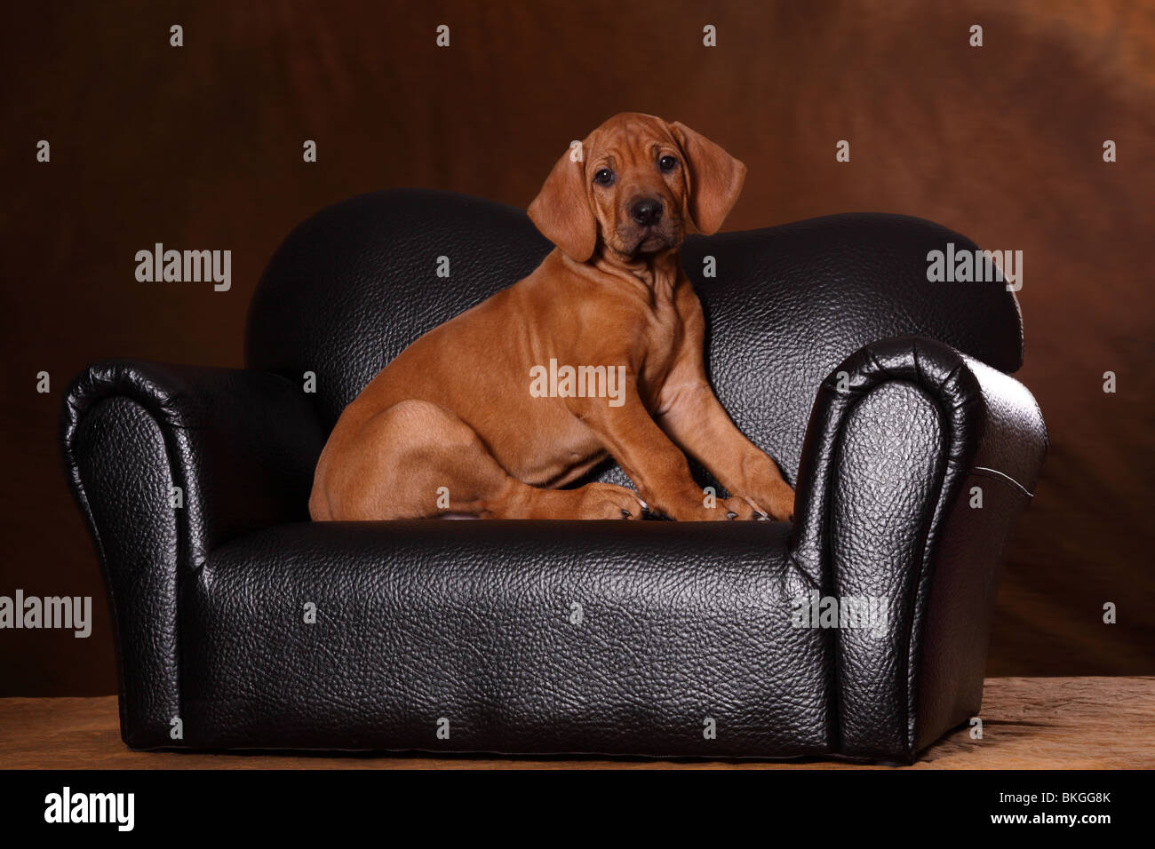 Rhodesian Ridgeback Welpe / Rhodesian Ridgeback Puppy Stock Photo - Alamy
