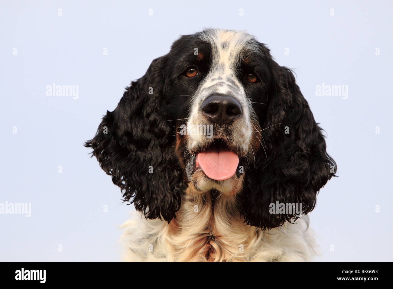 English Springer Spaniel Portrait Stock Photo - Alamy