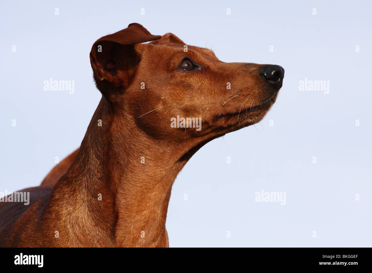 Deutscher Pinscher Portrait / German Pinscher Portrait Stock Photo - Alamy