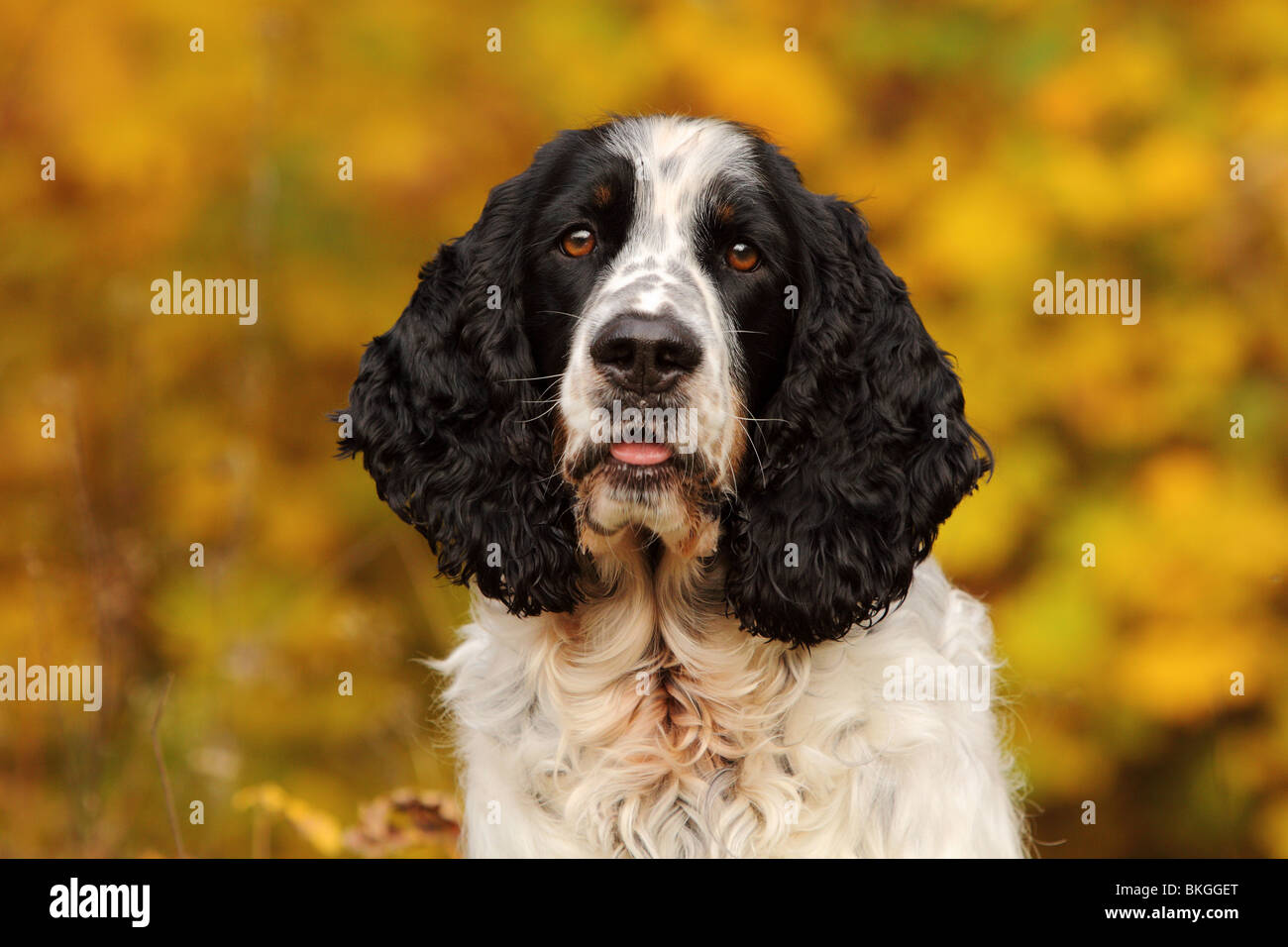 English Springer Spaniel Portrait Stock Photo - Alamy