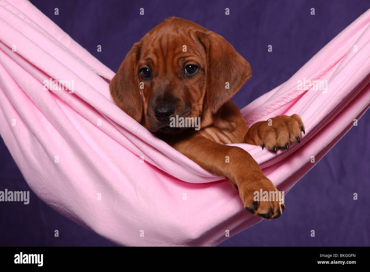 Rhodesian Ridgeback Welpe / Rhodesian Ridgeback Puppy Stock Photo - Alamy
