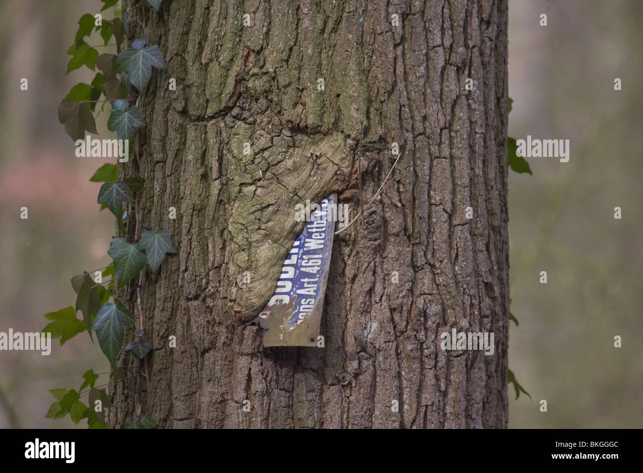 Vergroeid bordje ''verboden toegang'' in eik in de Bekendelle, Captured ...