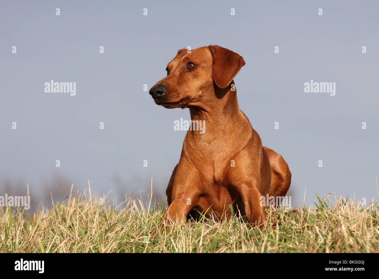 Deutscher Pinscher / German Pinscher Stock Photo - Alamy
