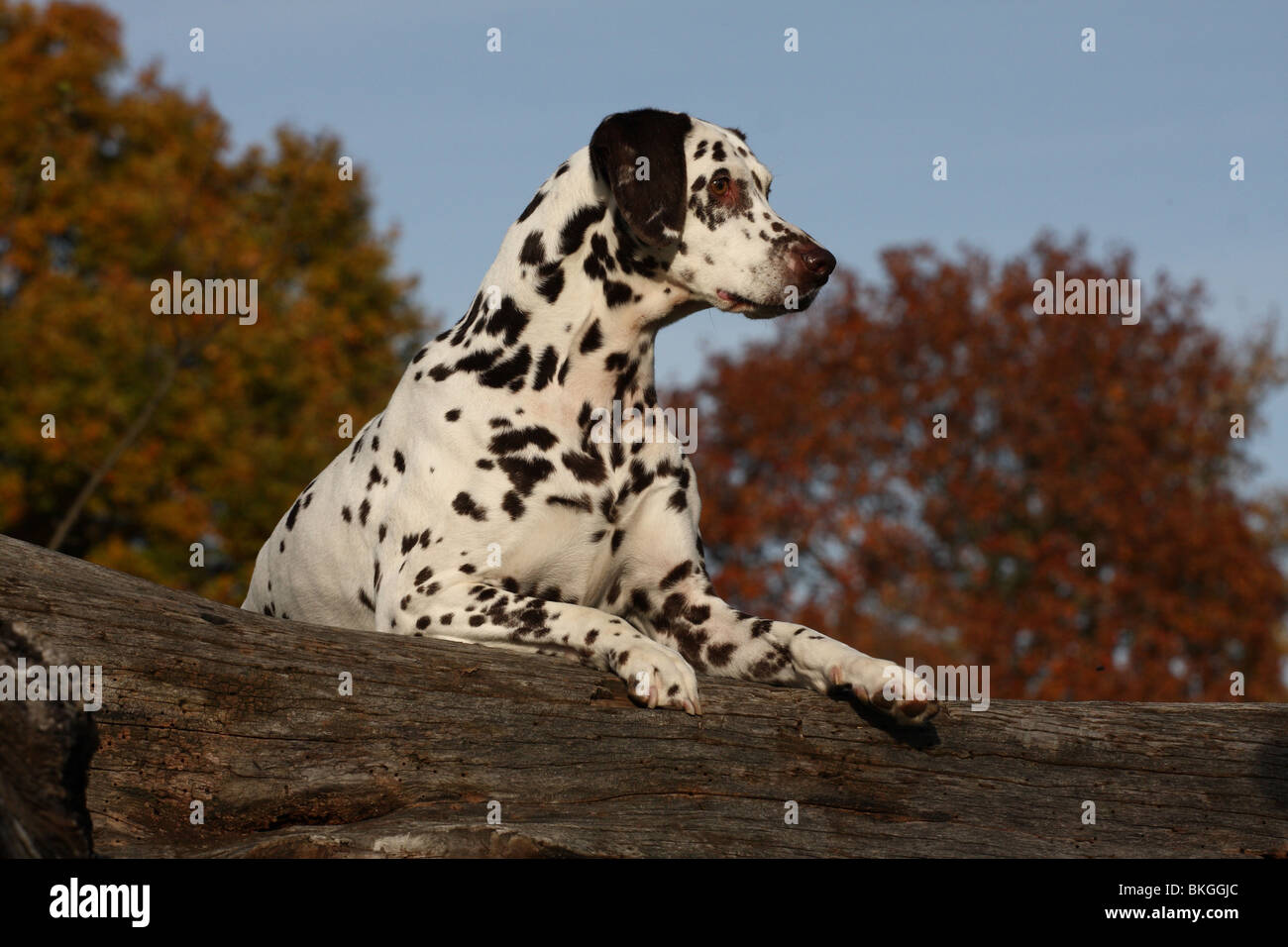 Brown and black dalmatians hi-res stock photography and images - Alamy