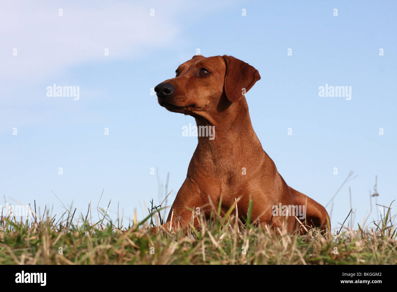 Deutscher Pinscher / German Pinscher Stock Photo - Alamy