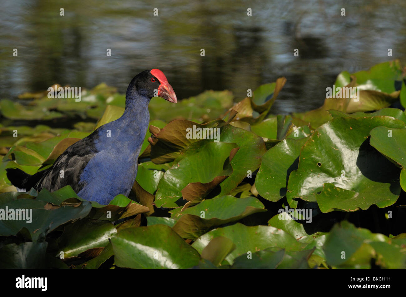 Adult pukeko in water lily swamp hi-res stock photography and images ...