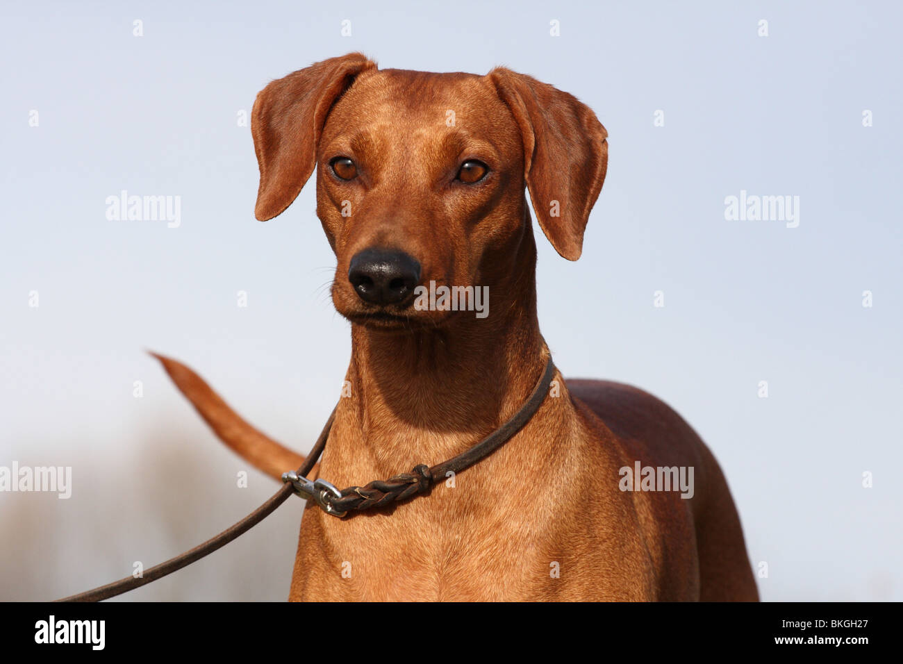Deutscher Pinscher Portrait / German Pinscher Portrait Stock Photo - Alamy