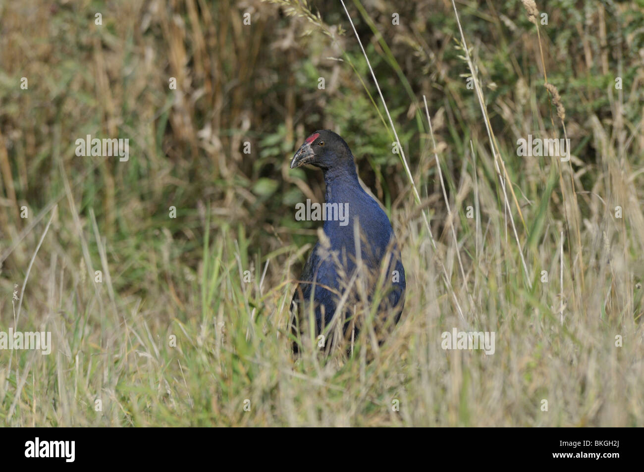 Young pukeko in grass hi-res stock photography and images - Alamy