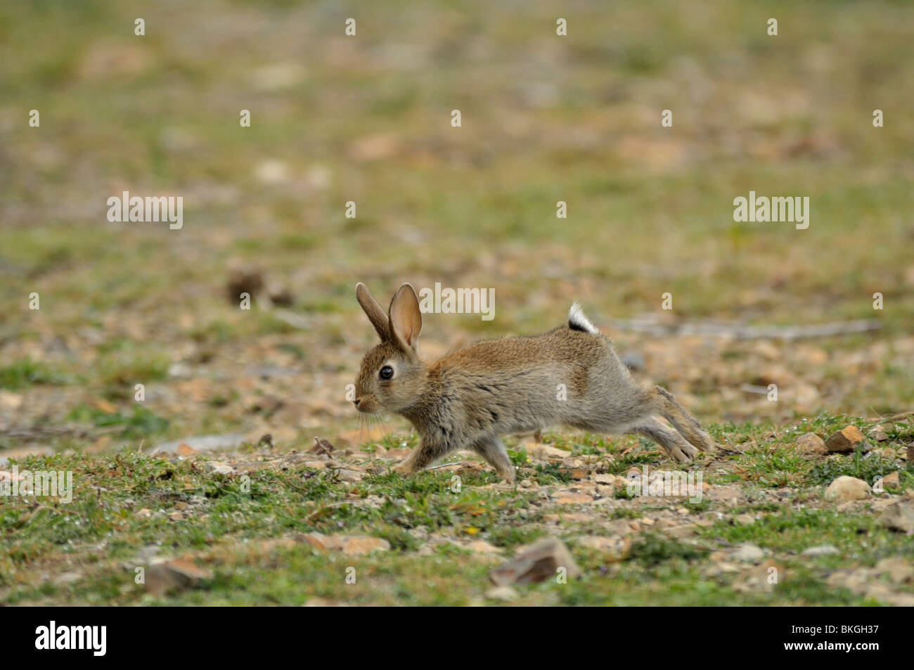 Konijn hi-res stock photography and images - Alamy