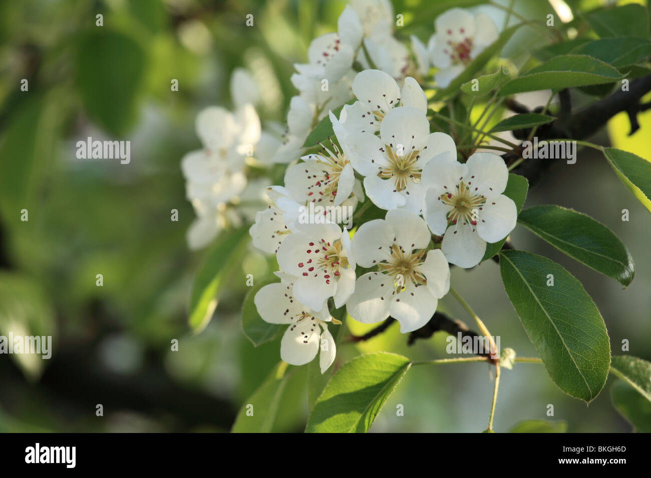 Pear tree blossom hi-res stock photography and images - Alamy