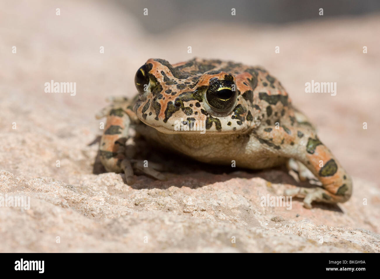 Groene pad; Green Toad Stock Photo - Alamy