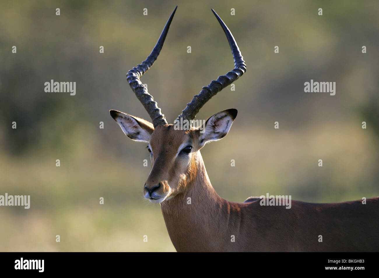 Male impala hi-res stock photography and images - Alamy