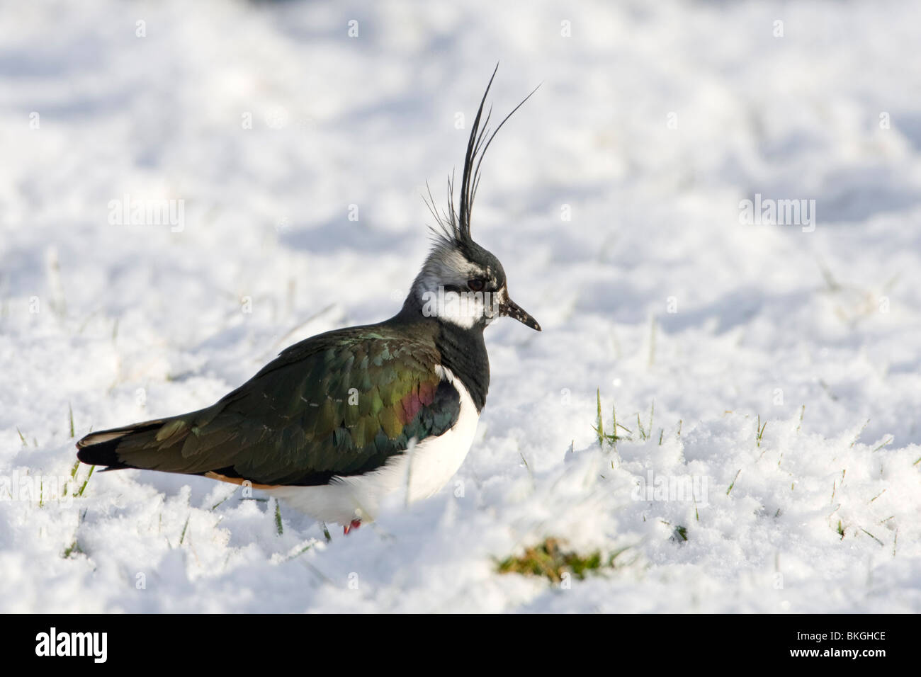 Vanellus vanellus; Kievit; Northern Lapwing Stock Photo - Alamy