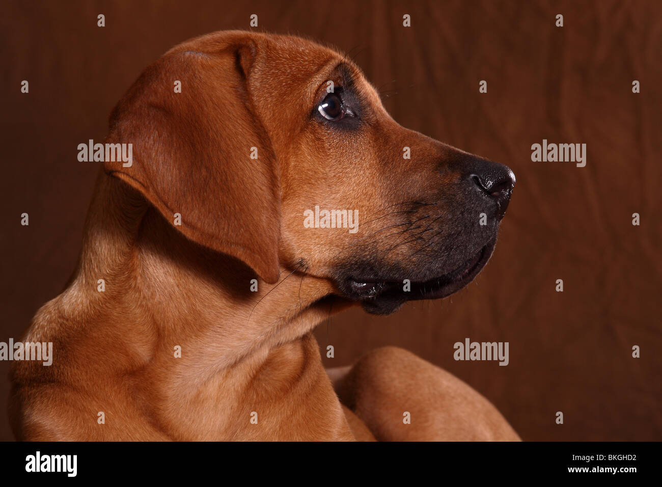 junger Rhodesian Ridgeback / young Rhodesian Ridgeback Stock Photo - Alamy