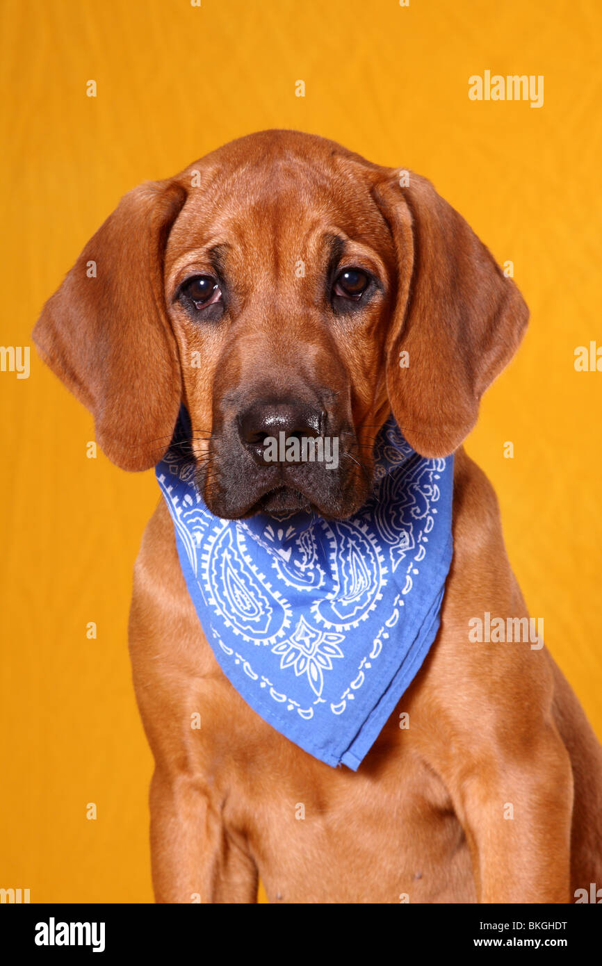 junger Rhodesian Ridgeback / young Rhodesian Ridgeback Stock Photo - Alamy