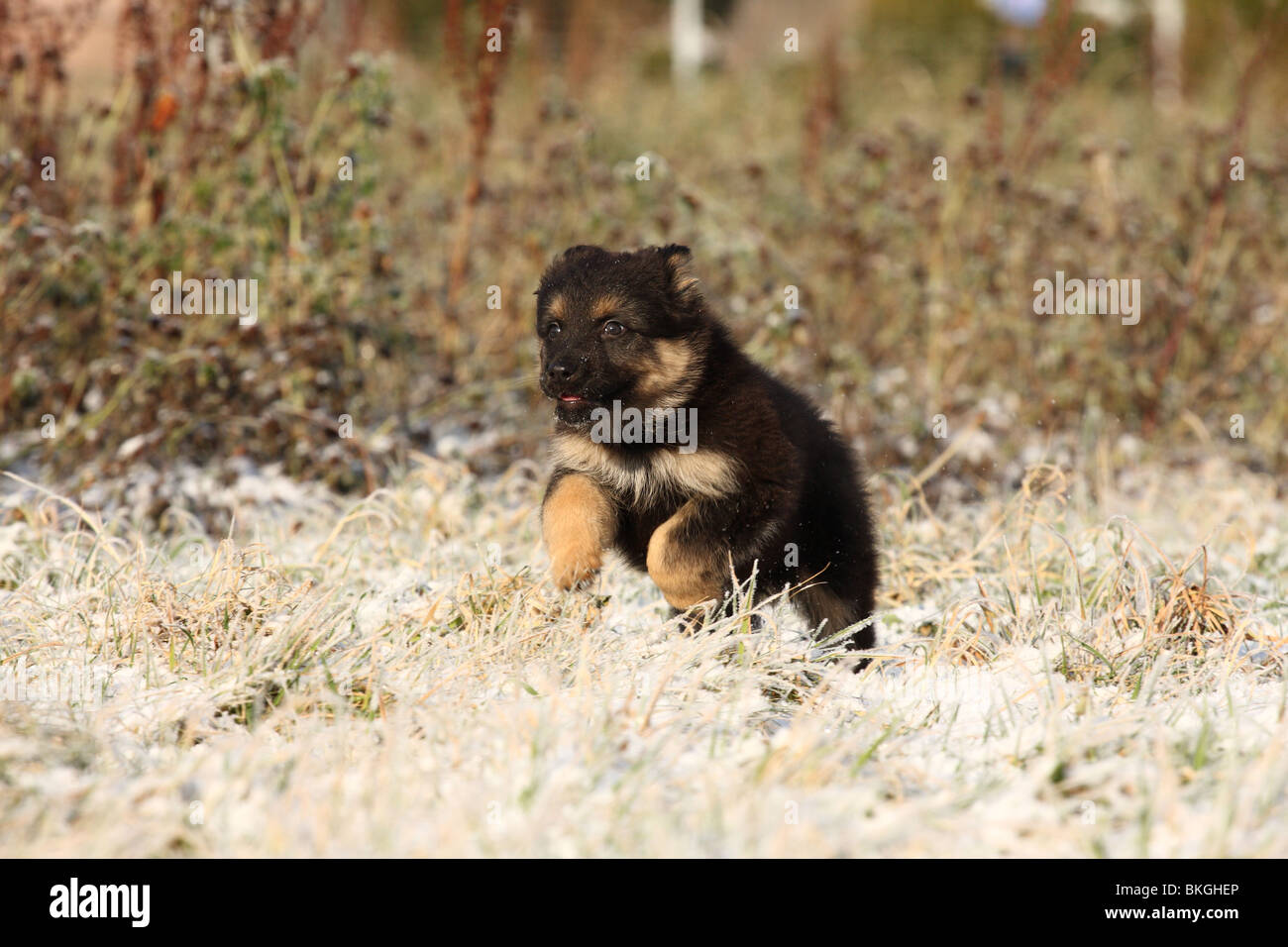 rennender Chodsky Pes Welpe / running Chodsky Pes Puppy Stock Photo - Alamy