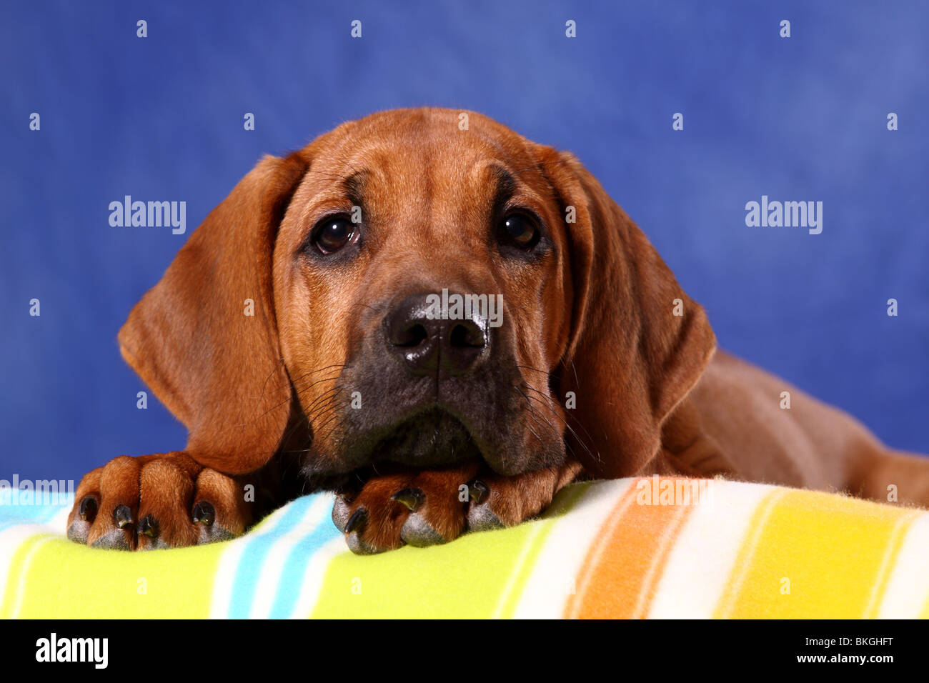 junger Rhodesian Ridgeback / young Rhodesian Ridgeback Stock Photo - Alamy