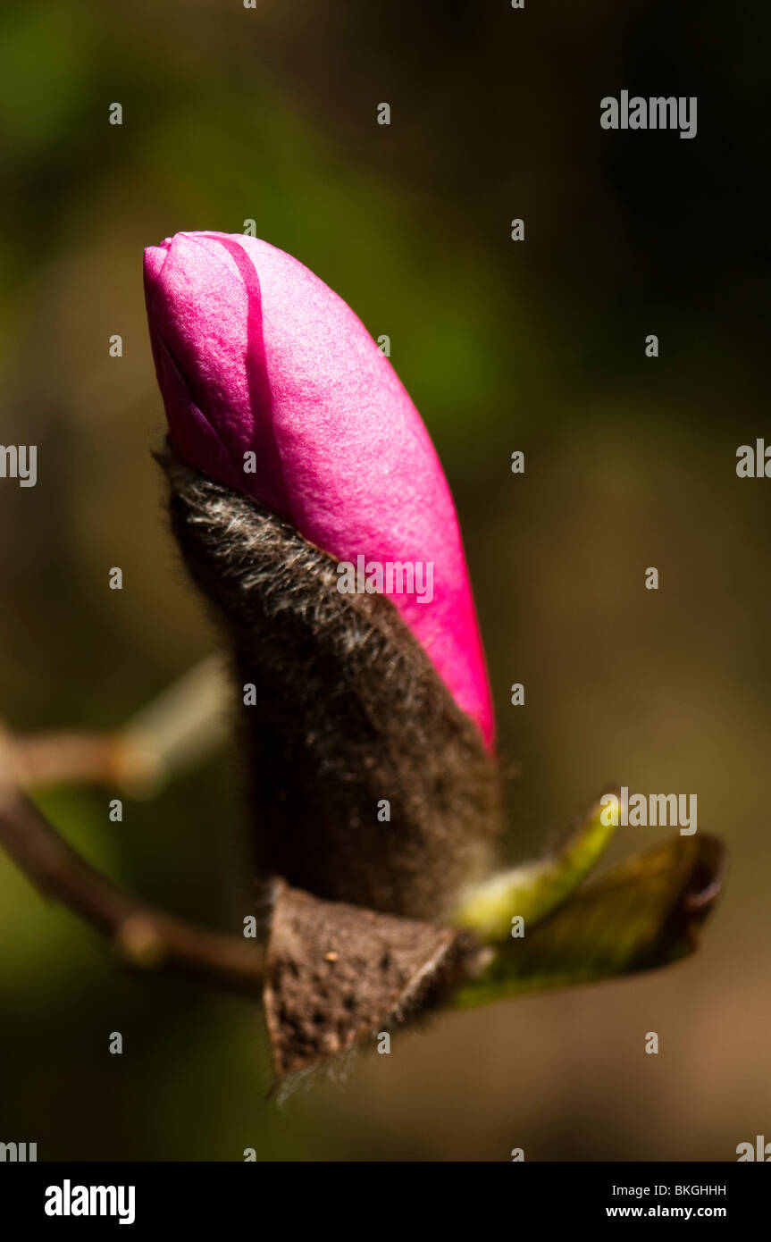 Magnolia sprengeri 'Diva' bud in spring Stock Photo - Alamy