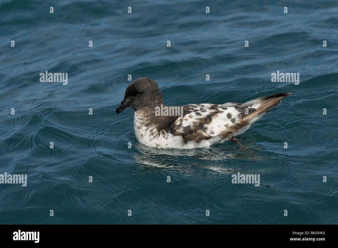 Adult cape pigeon in ocean hi-res stock photography and images - Alamy