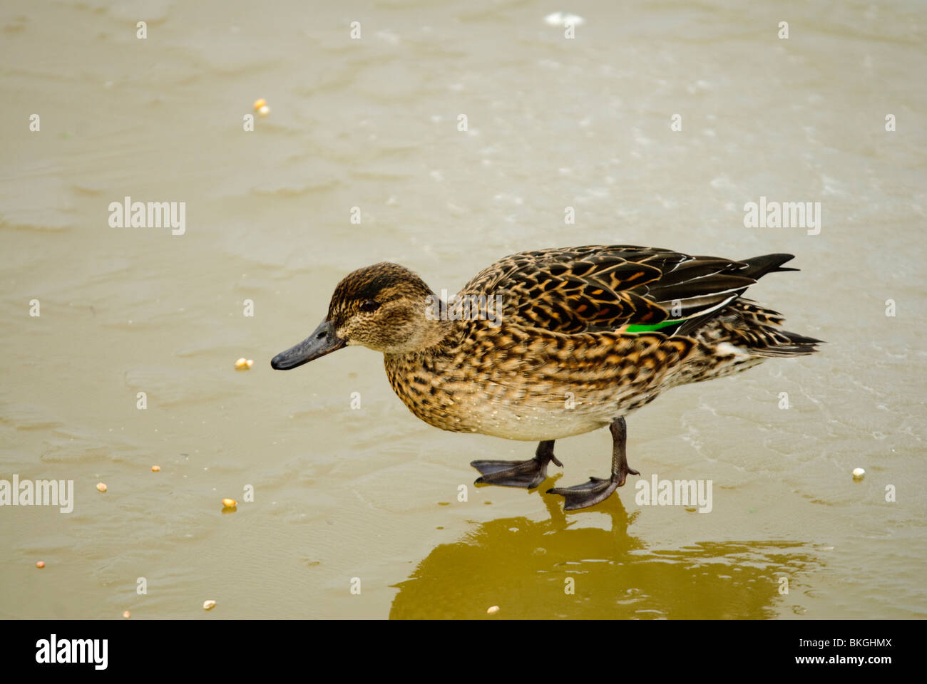 Big british duck hi-res stock photography and images - Alamy