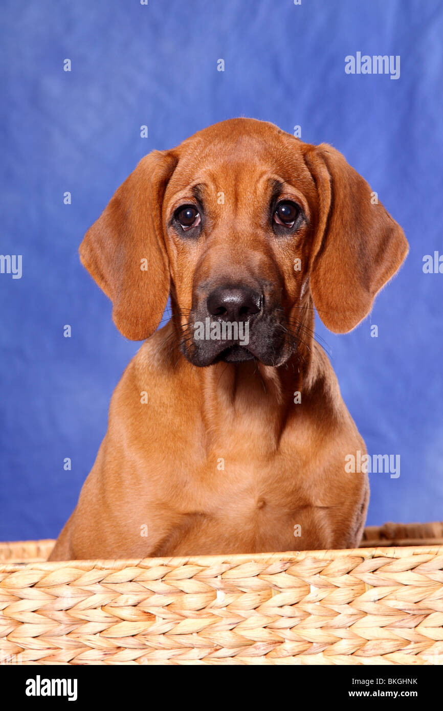 junger Rhodesian Ridgeback / young Rhodesian Ridgeback Stock Photo - Alamy