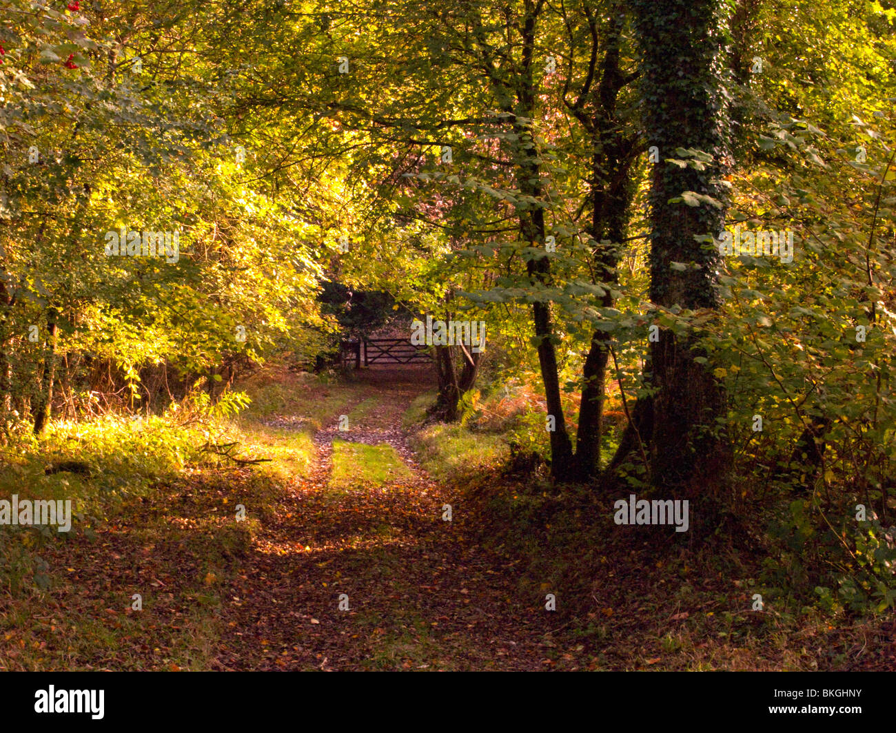 Leading to a track in the forest hi-res stock photography and images ...