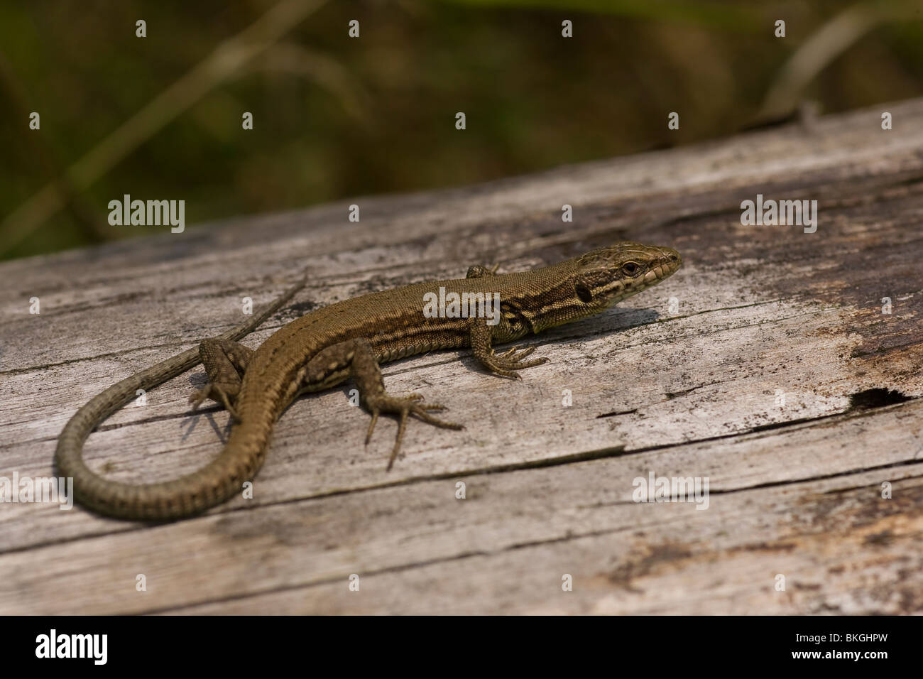 Echte hagedissen hi-res stock photography and images - Alamy