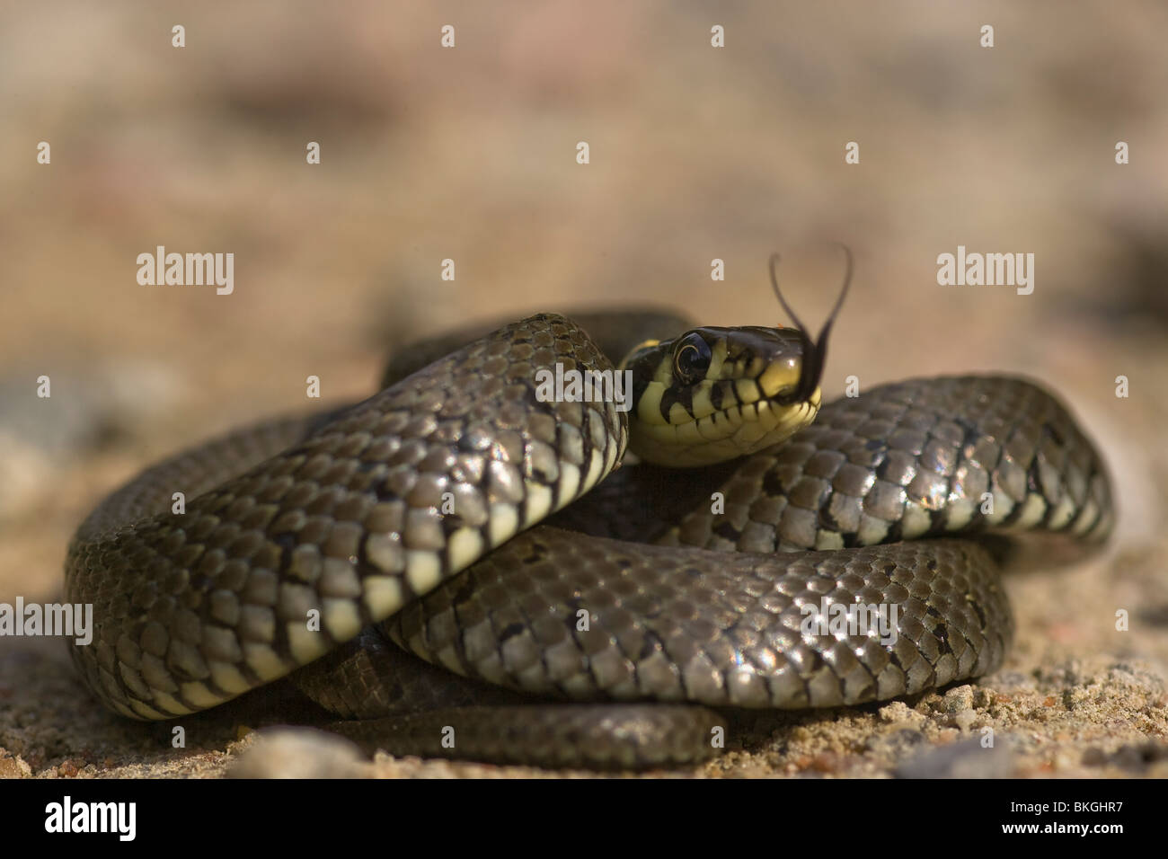 Ringslang hi-res stock photography and images - Alamy