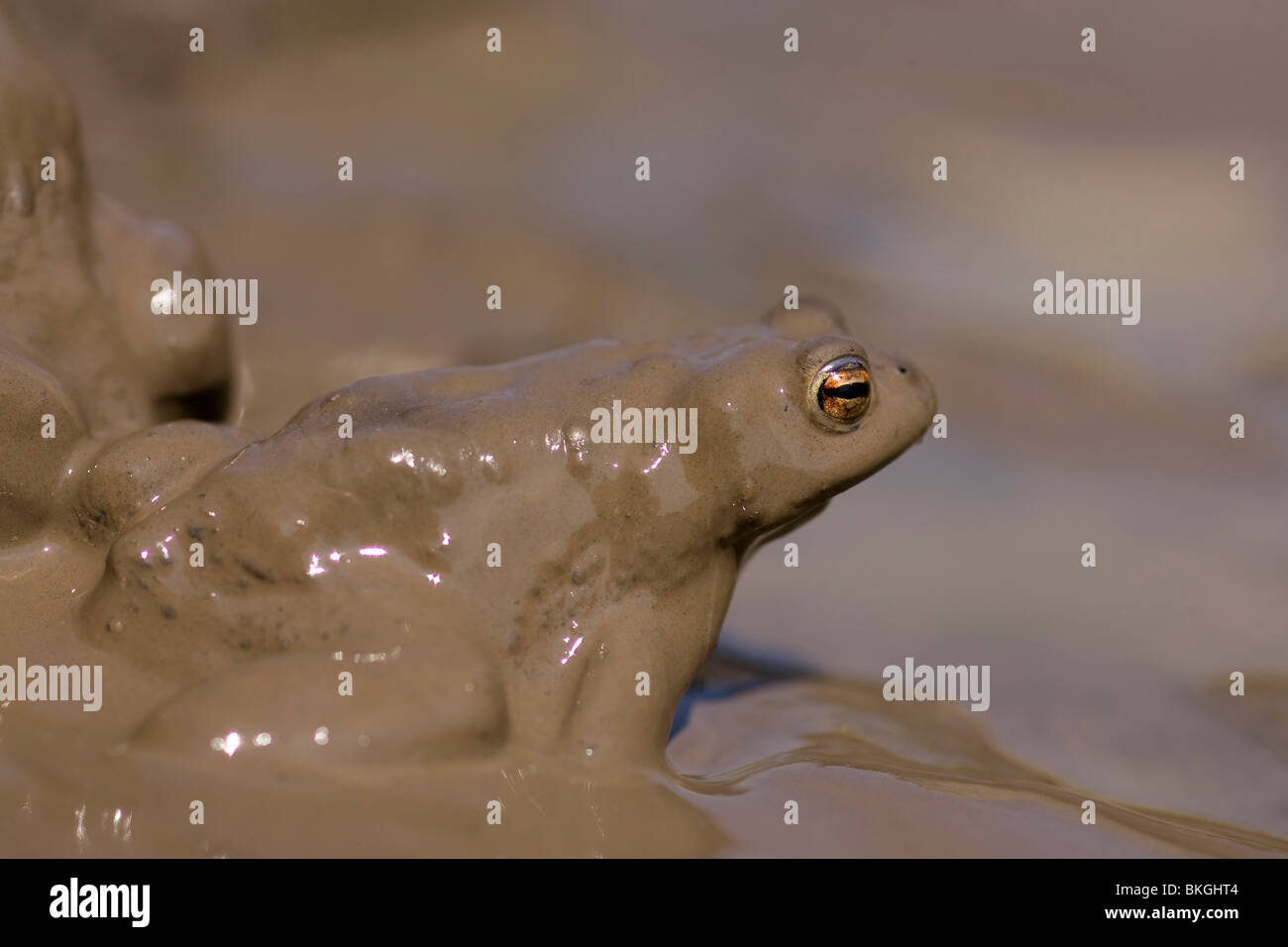 Winterslaap hi-res stock photography and images - Alamy