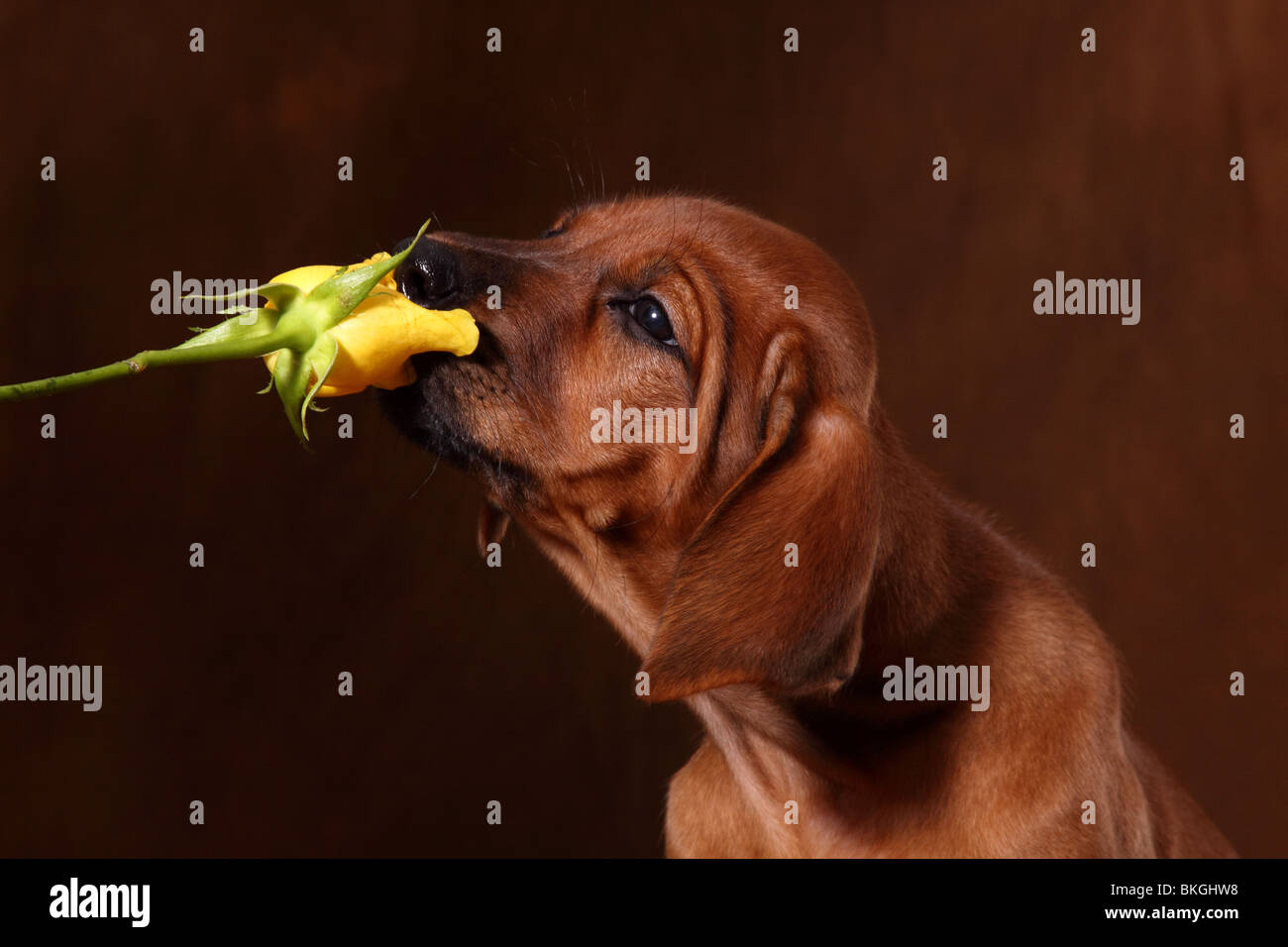Rhodesian Ridgeback Welpe / Rhodesian Ridgeback Puppy Stock Photo - Alamy