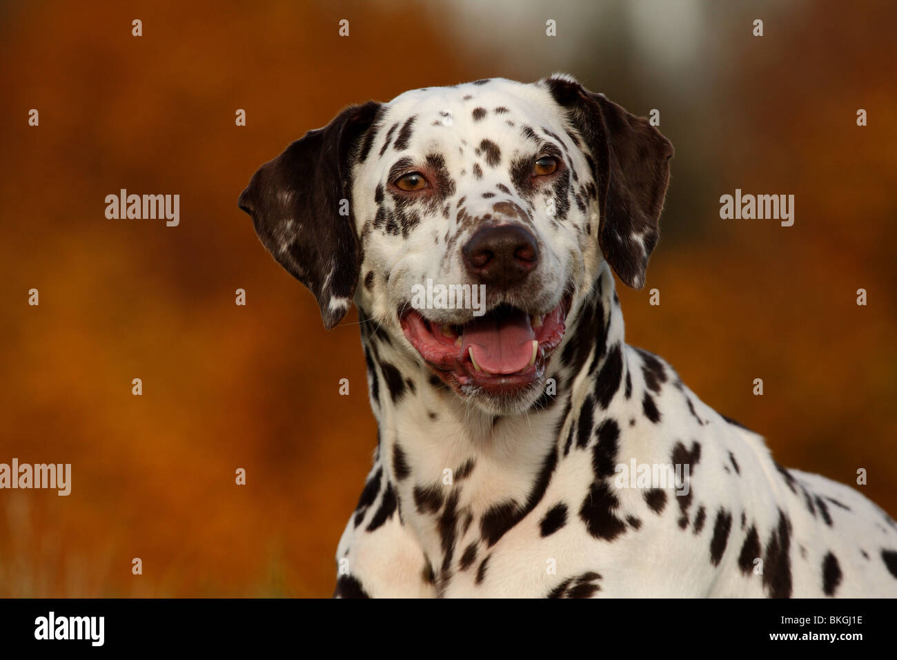 Dalmatiner Portrait / Dalmatian Portrait Stock Photo - Alamy