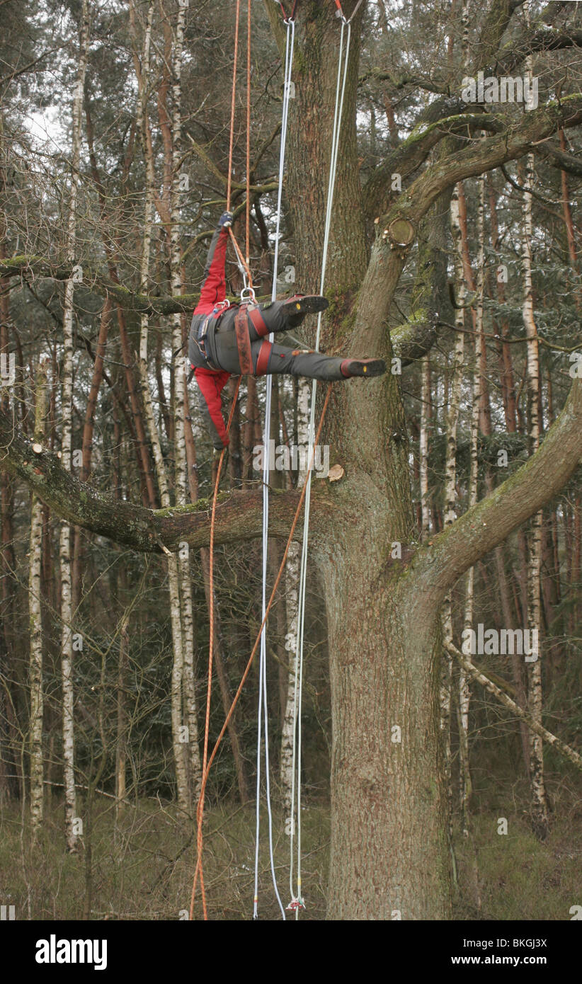 An arborist abseils from a tree Stock Photo - Alamy