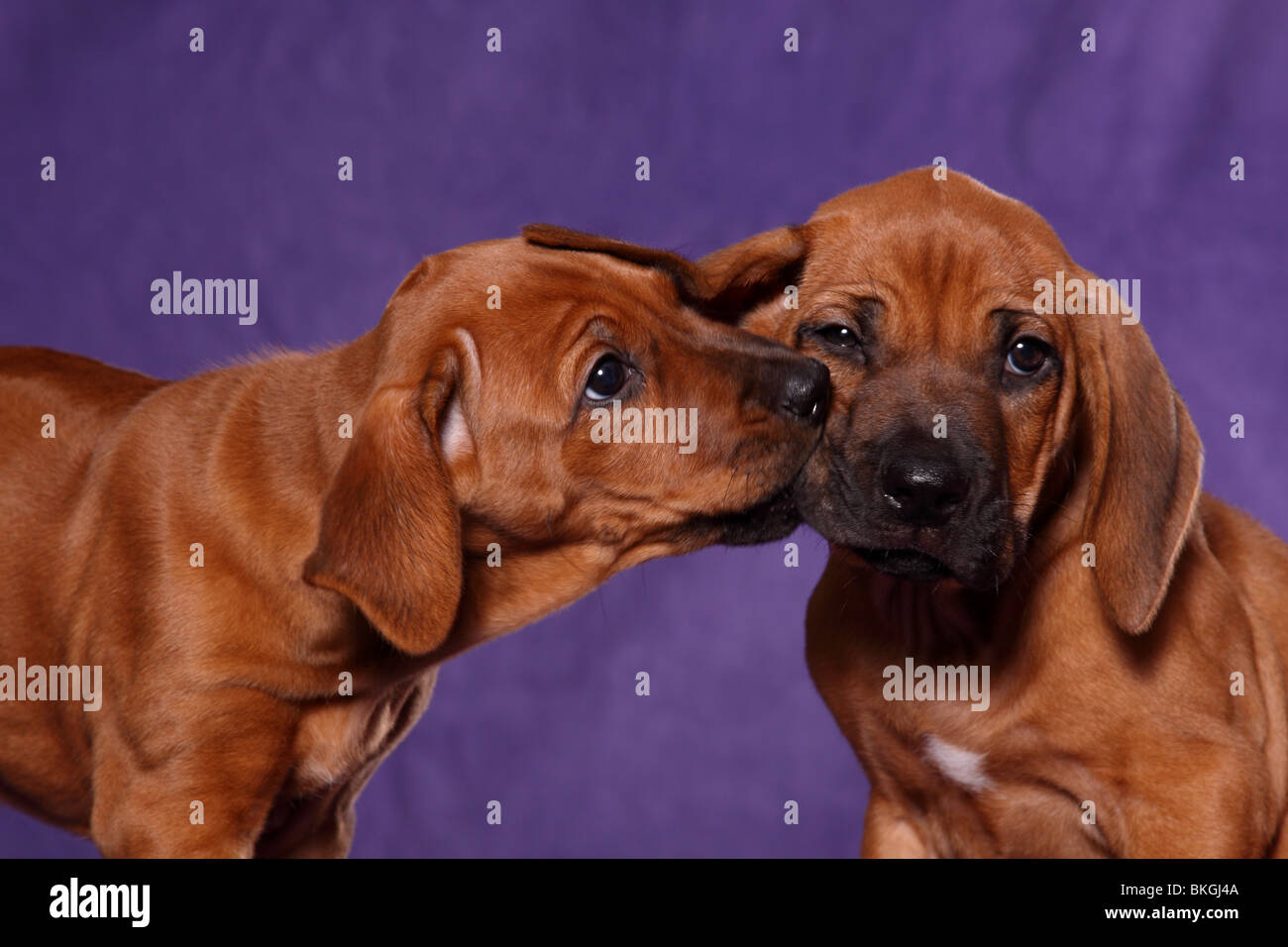 Rhodesian Ridgeback Welpen / Rhodesian Ridgeback Puppies Stock Photo ...