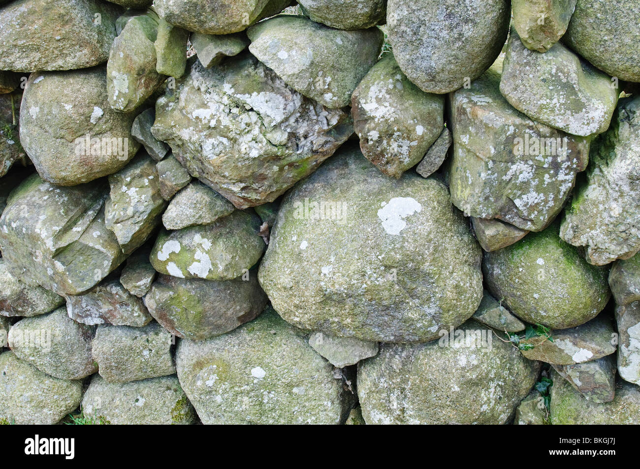 Galloway Boulder single dyke dry stone wall Galloway Scotland Stock ...