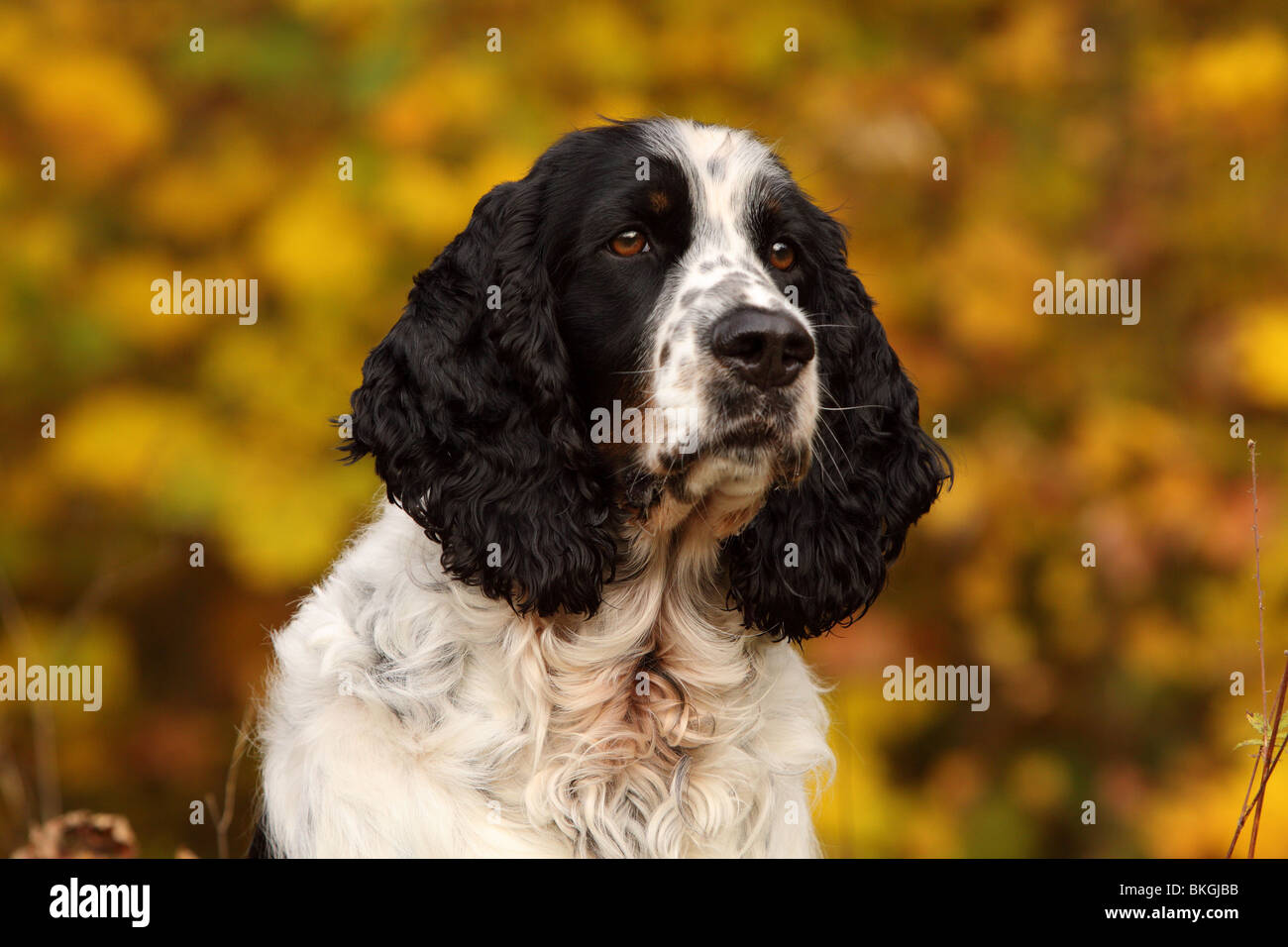 English Springer Spaniel Portrait Stock Photo - Alamy